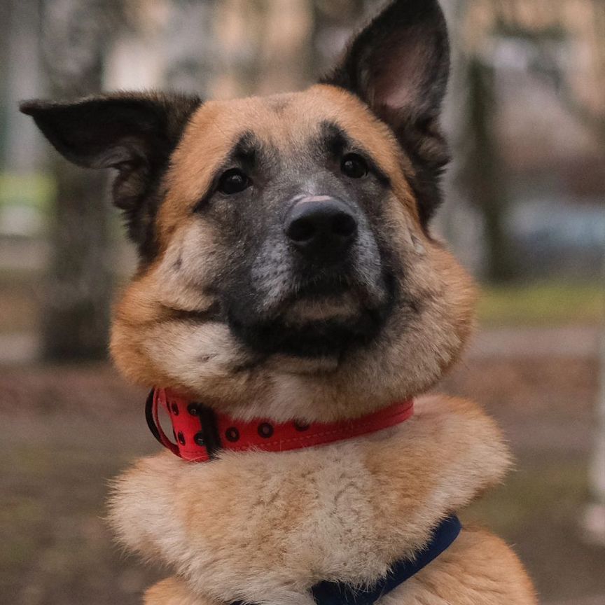 Собаки из приюта: добрая спокойная Гера