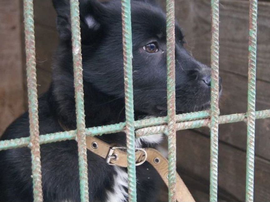 Щенок живёт в приюте в клетке