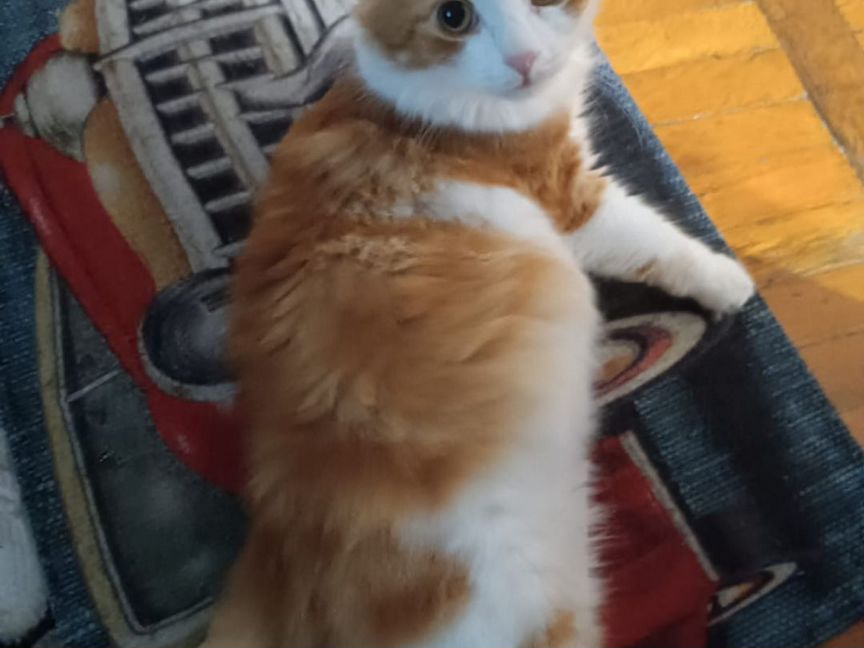 Обычьный кот