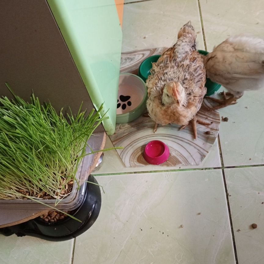 Молодые петушки