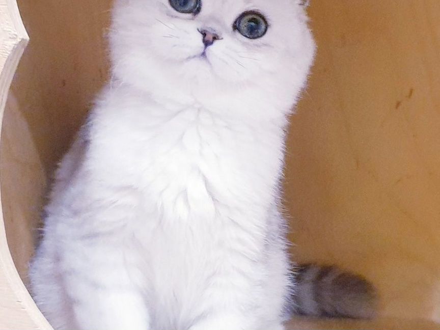 Шотландские мальчишки