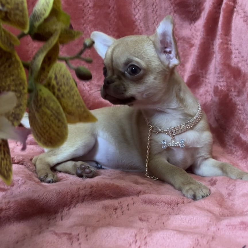 Чишка малышка