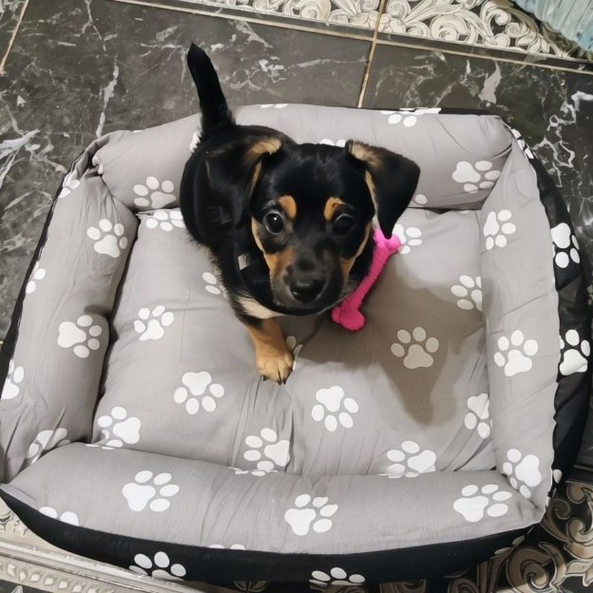 Щенок в добрые руки