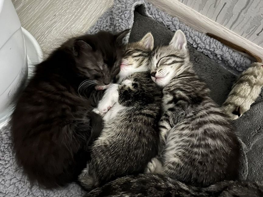 Котята в добрые руки бесплатно