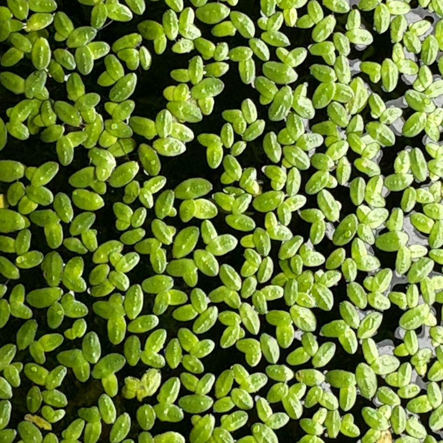 Аквариумная ряска