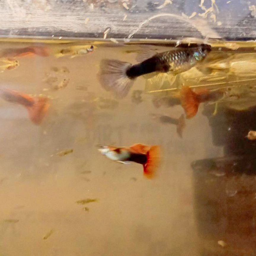 Продам рыбок Гуппи