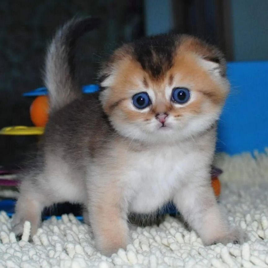 Шотландские котята