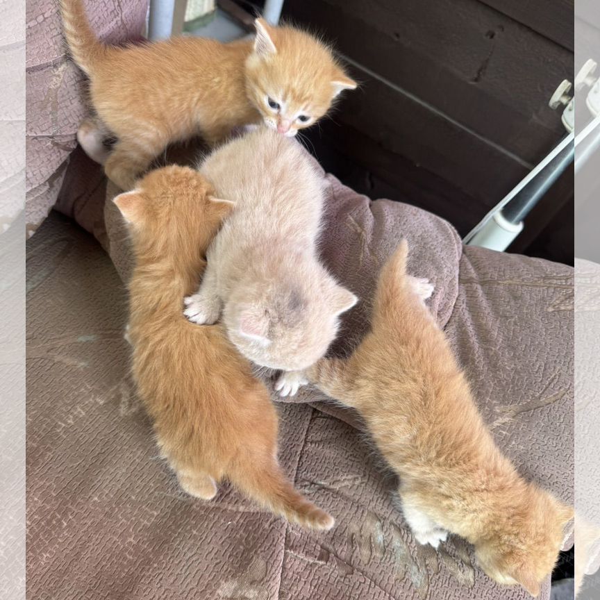 Котята в добрые руки