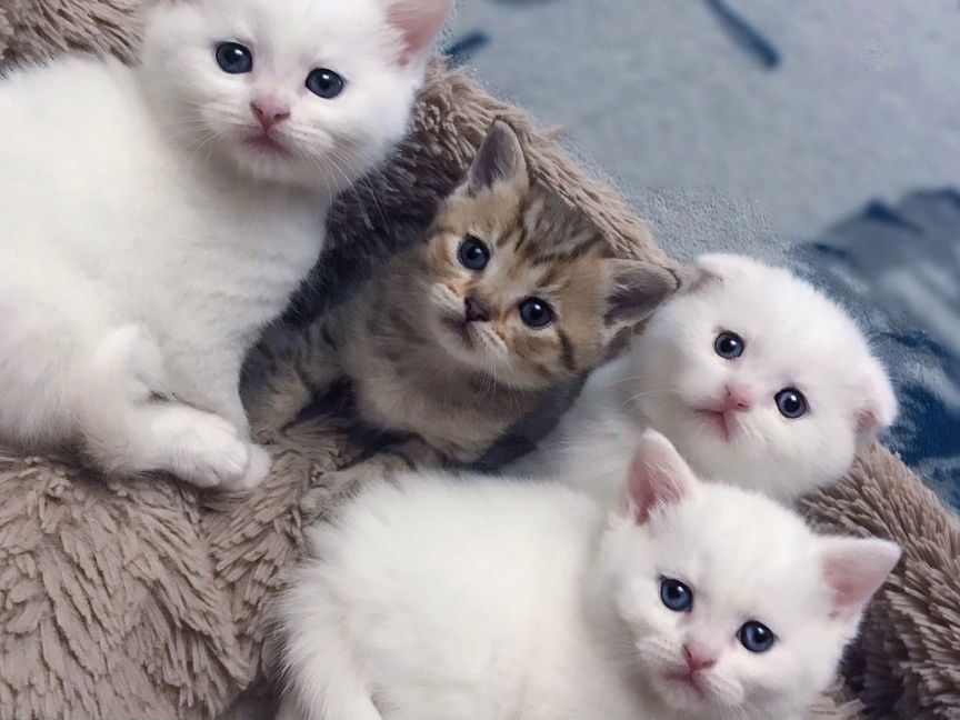 Шотландская прямоухая девочка