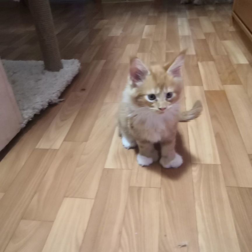 Котята мейн-кун