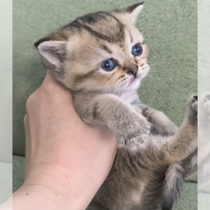 Шотландский прямоухий короткошёрстный котёнок