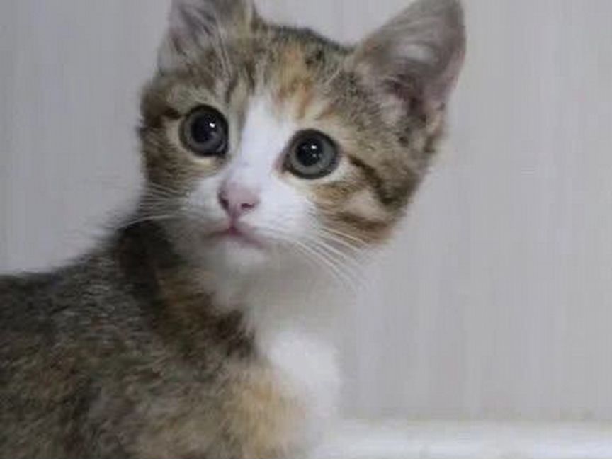 Европейская короткошерстная