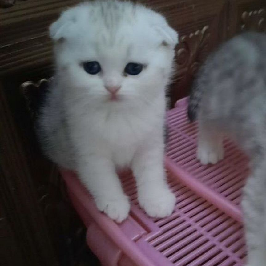 Шотландские котята