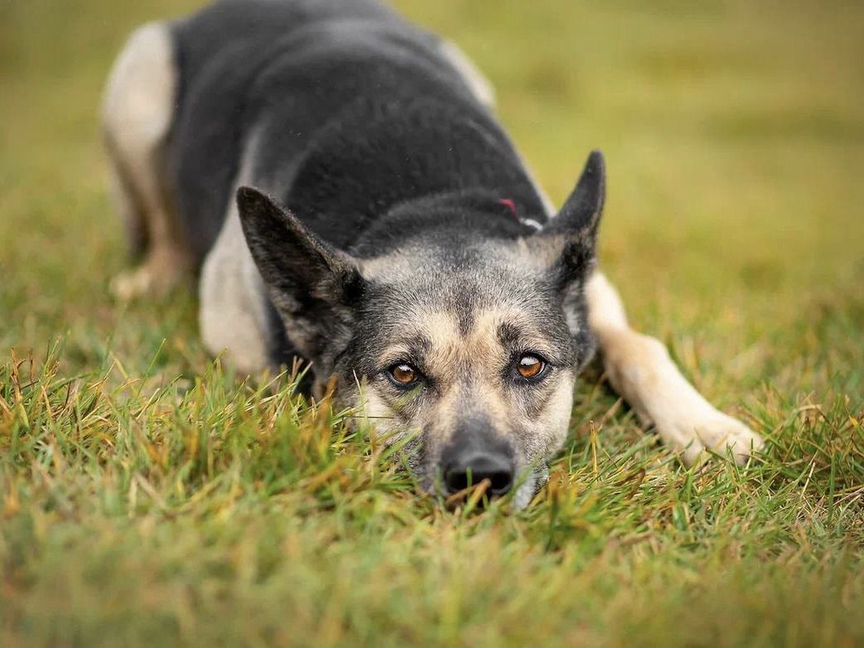 Добрая собака в добрые руки