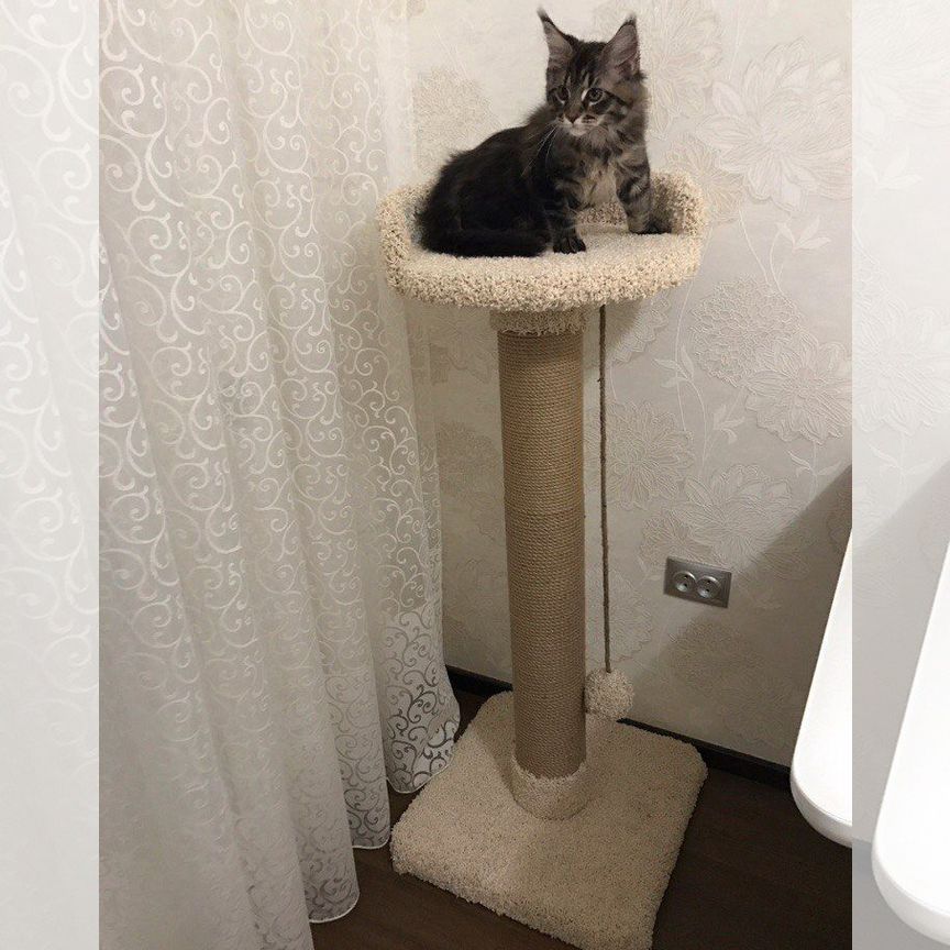Домики для кошек, игровые комплексы, когтеточки
