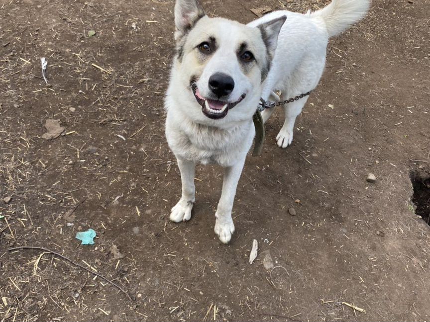 Лайка Шурик