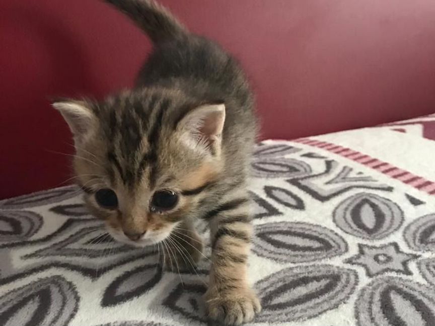 Продам котят мама шотландская