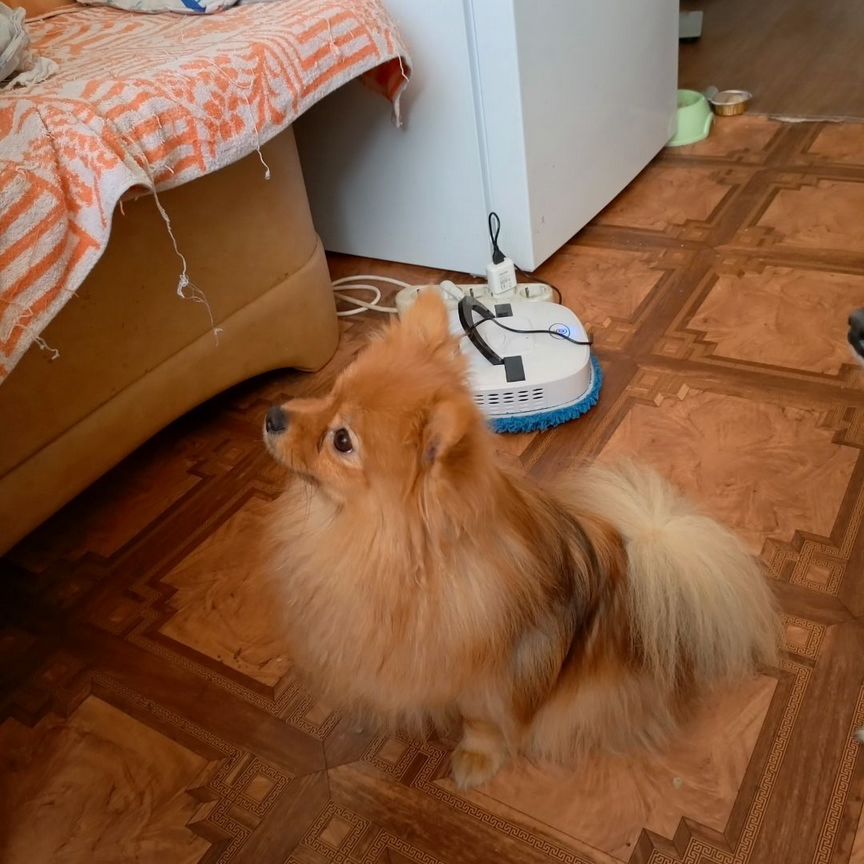 Помериканский шпиц