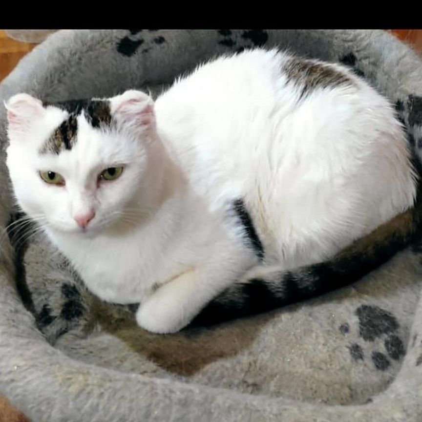 Взрослая, кошка в добрые руки