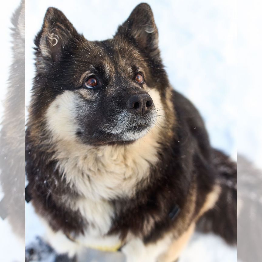 Немецкая овчарка, взрослая собака