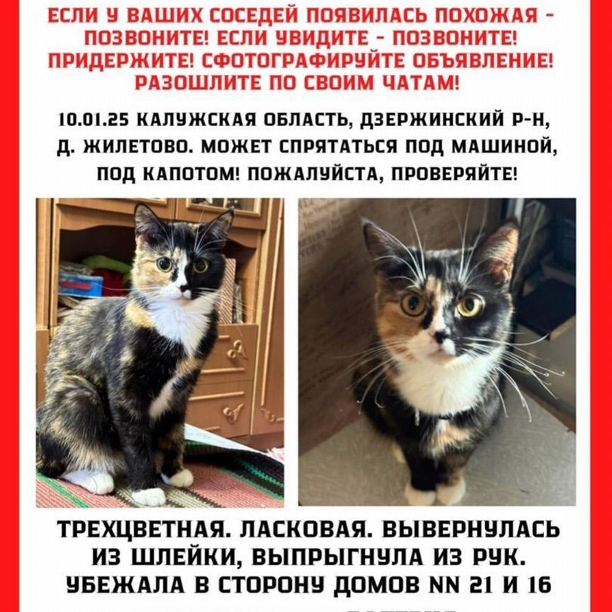 Потерялась кошка люся