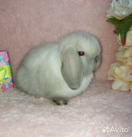 Минилоп самец