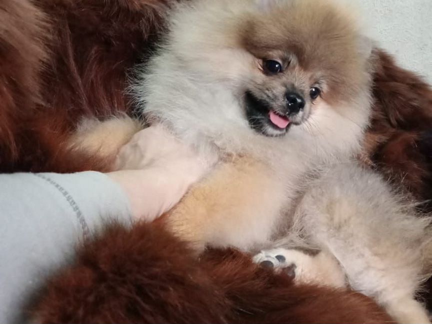 Щенки шпица