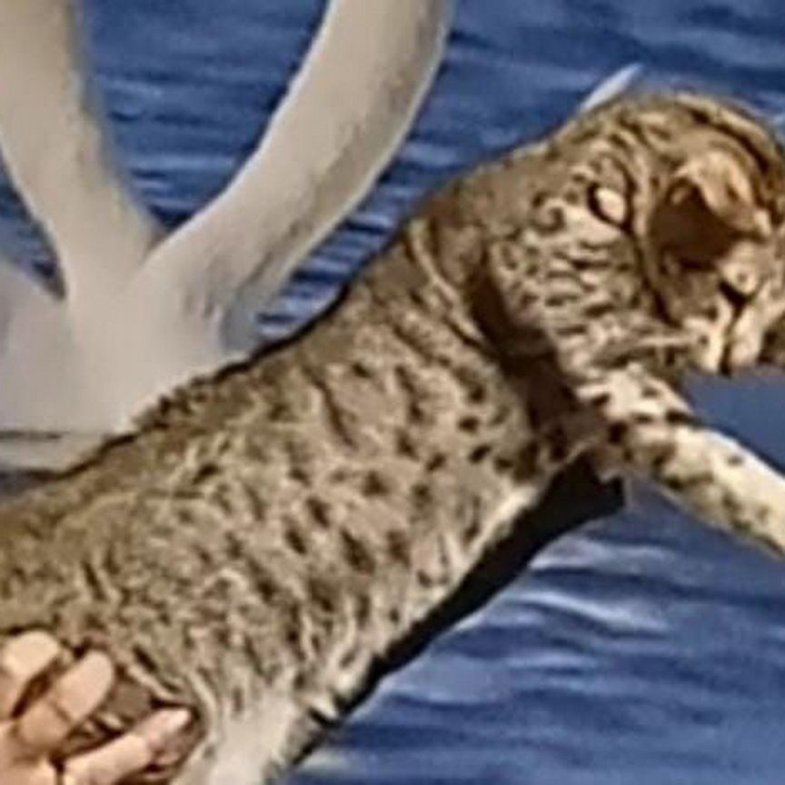 Ориентальный кот ждёт кошечек