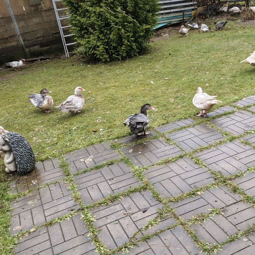 Индоутки к новогоднему столу