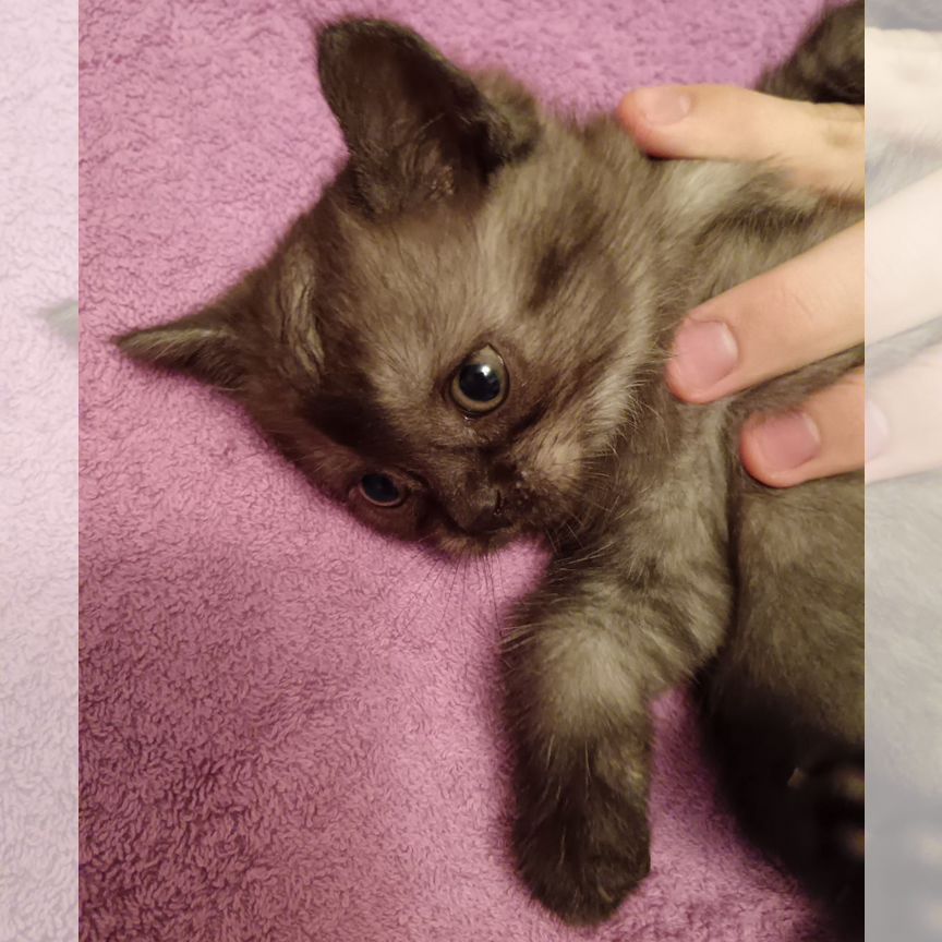 Британский длинношёрстный котёнок