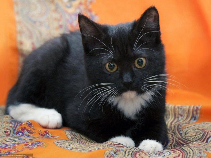 Черный котенок девочка