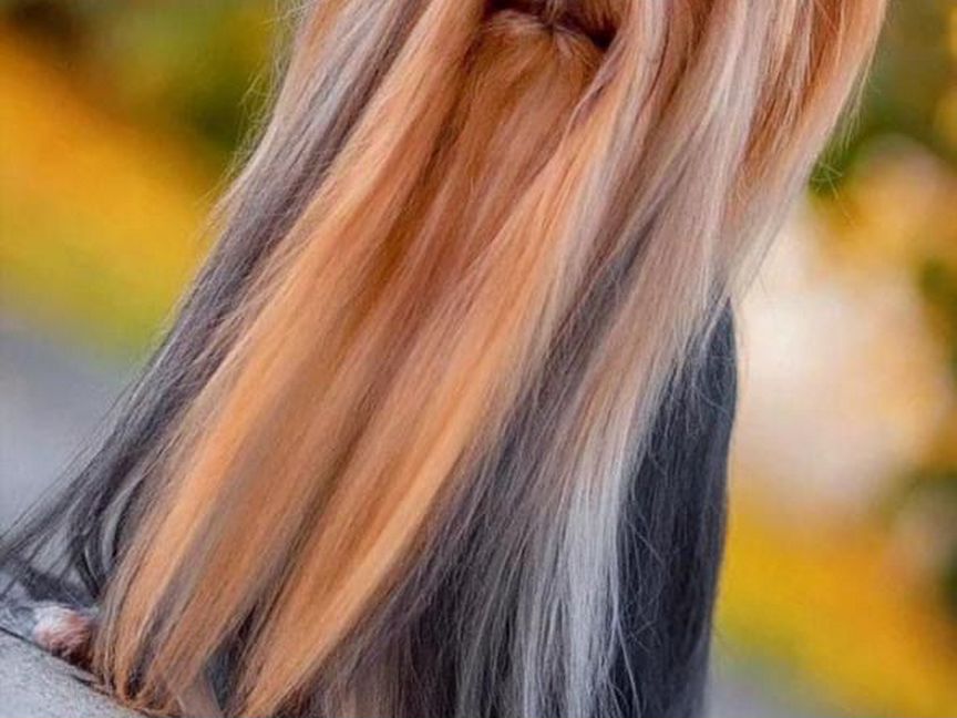 Малыши от Гранд Чемпиона