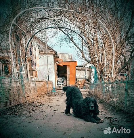 Джонни