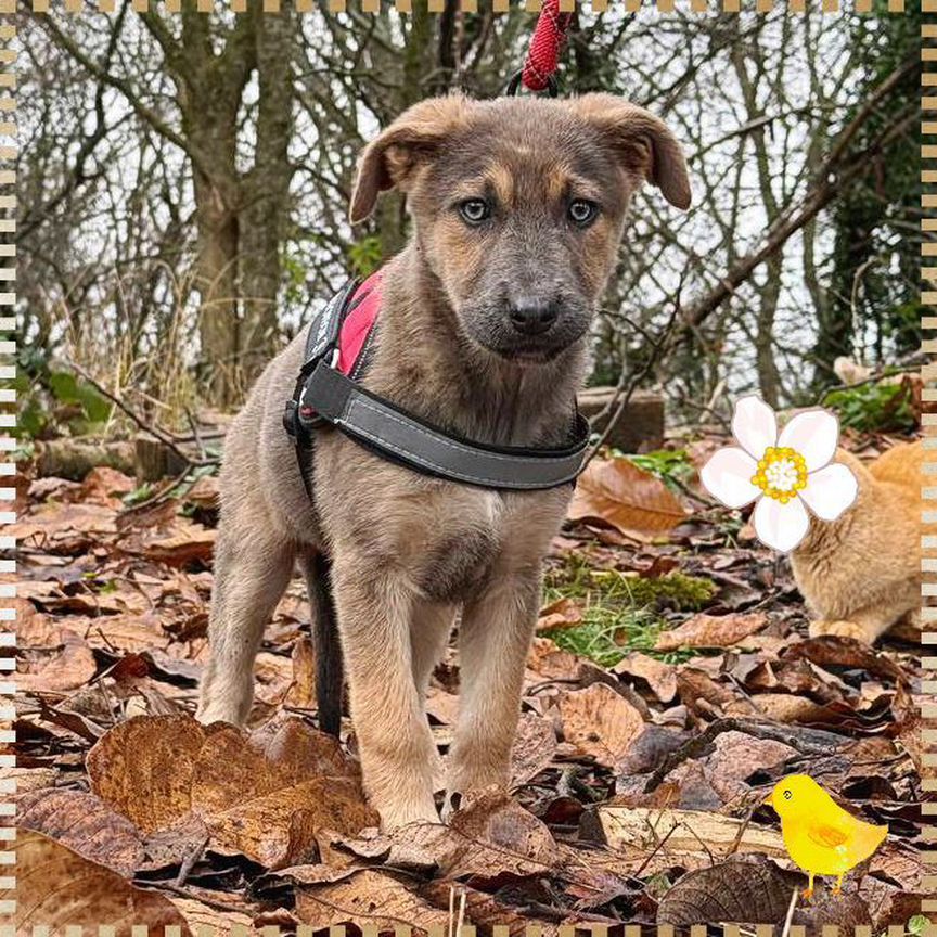 Щенок девочка в самые быстрые руки