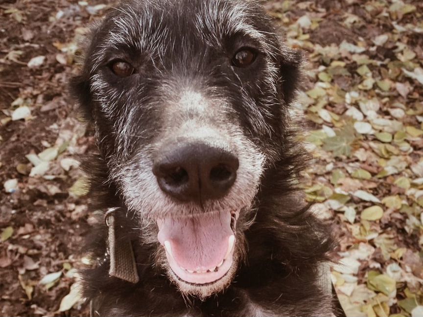 Собака в добрые руки, приют, помощь