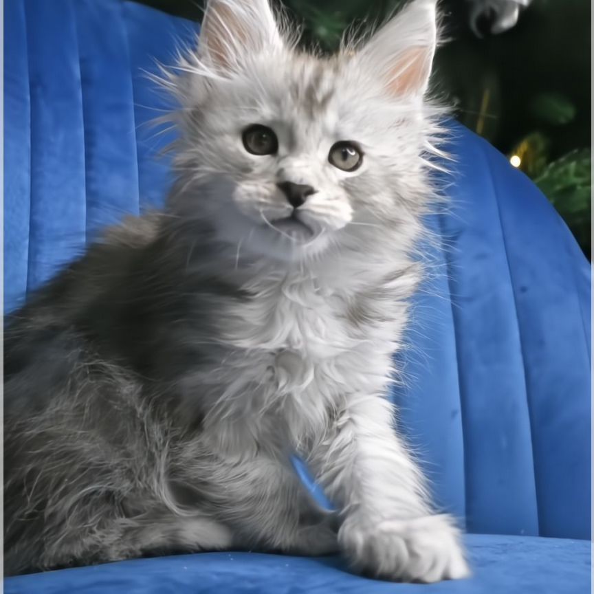 Мейн-кун котёнок