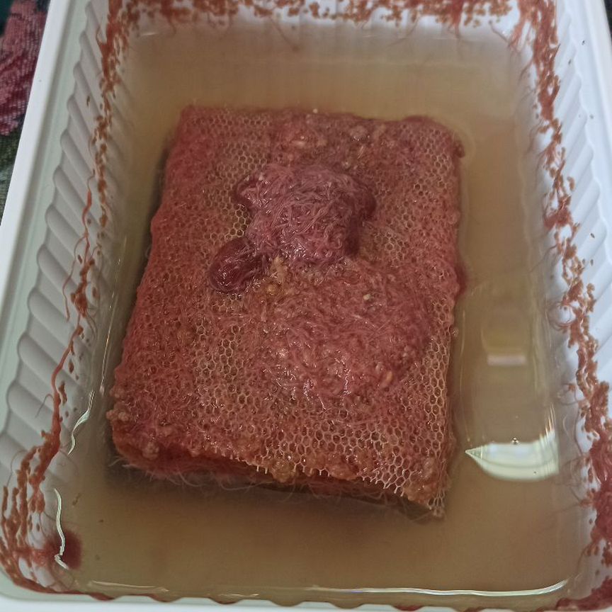 Израильский трубочник Изя