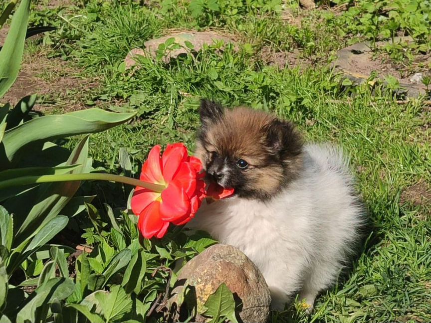 Щенки немецкого шпица