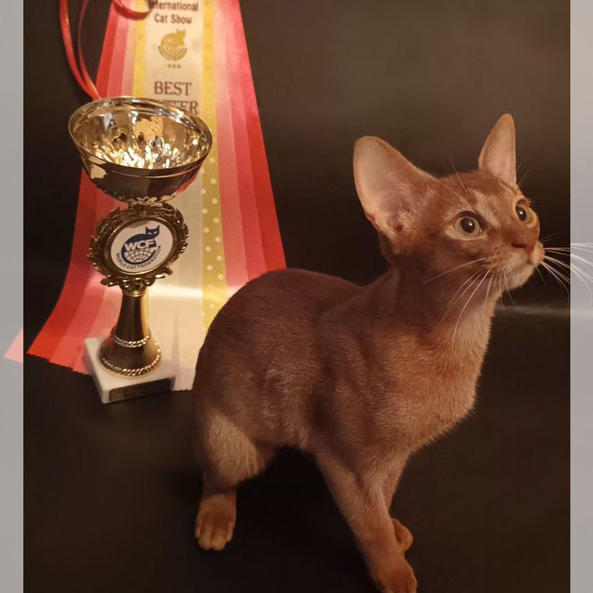 Абиссинские котята соррель Best in show WCF