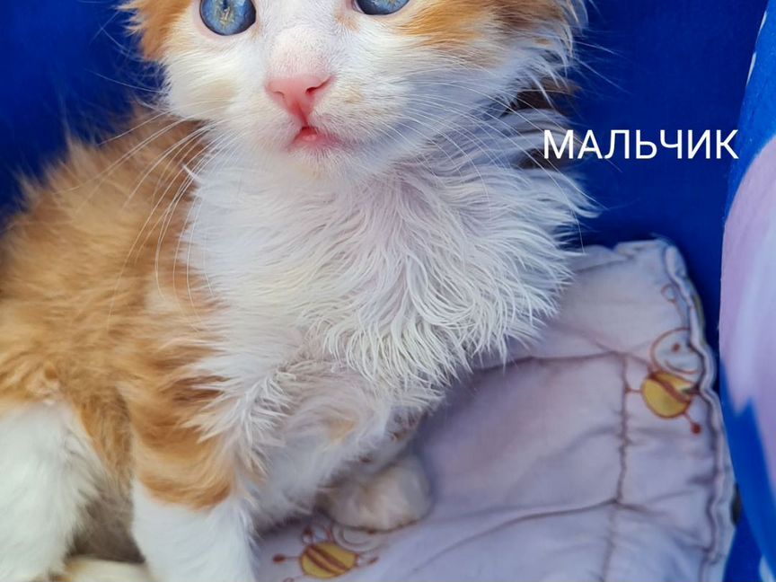 Кошка в дар бесплатно