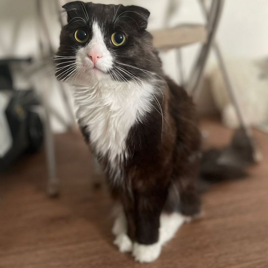 Отдам в добрые руки кота