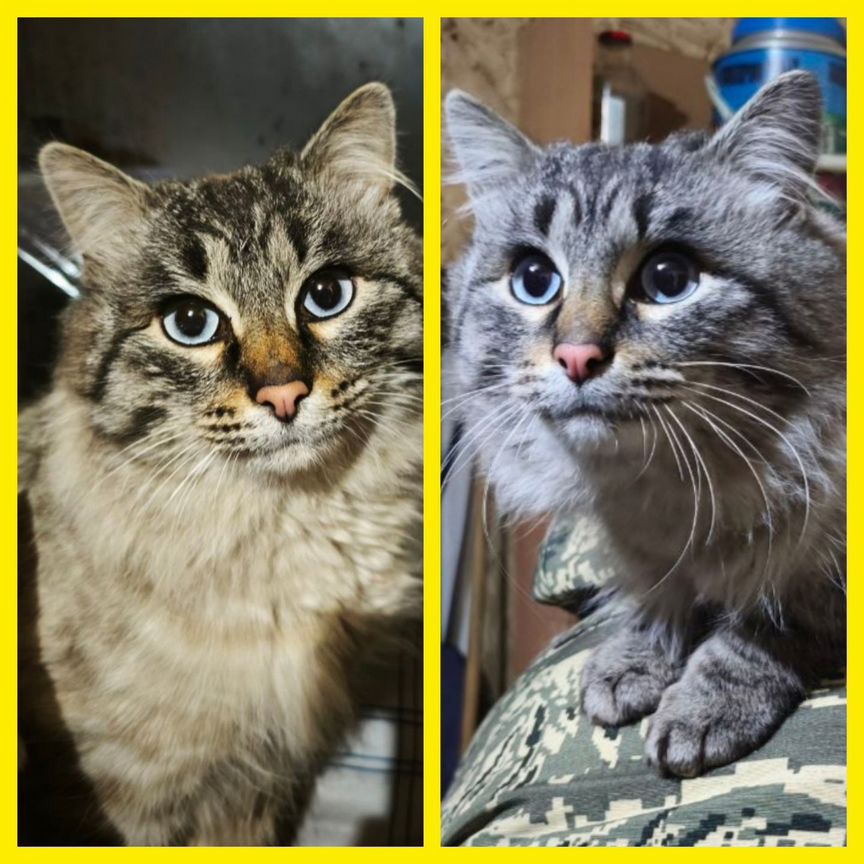 Взрослый кот в добрые руки