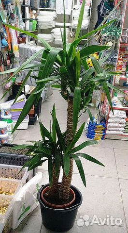Юкка большая, 2 ствола. Н 1.45 м., D 20 купить в Санкт-Петербурге ...