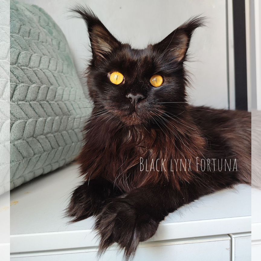 Мейн-кун, взрослая кошка