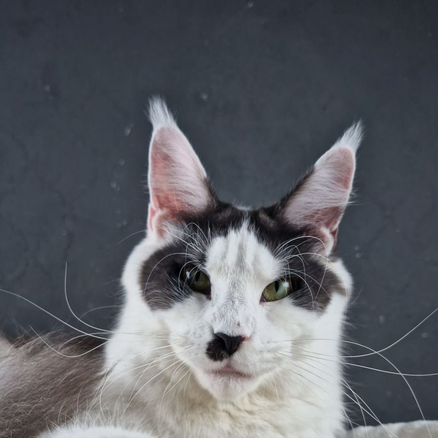 Мейн-кун котёнок