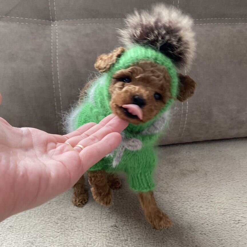 Маленькая радость (той пуделек )