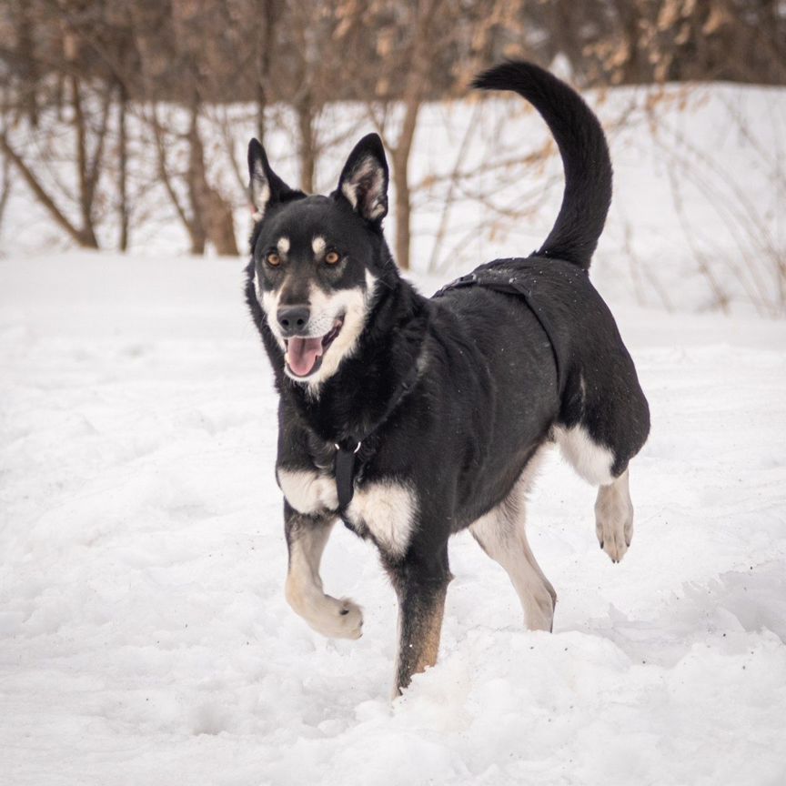 Малыш Орео скучает без хозяина