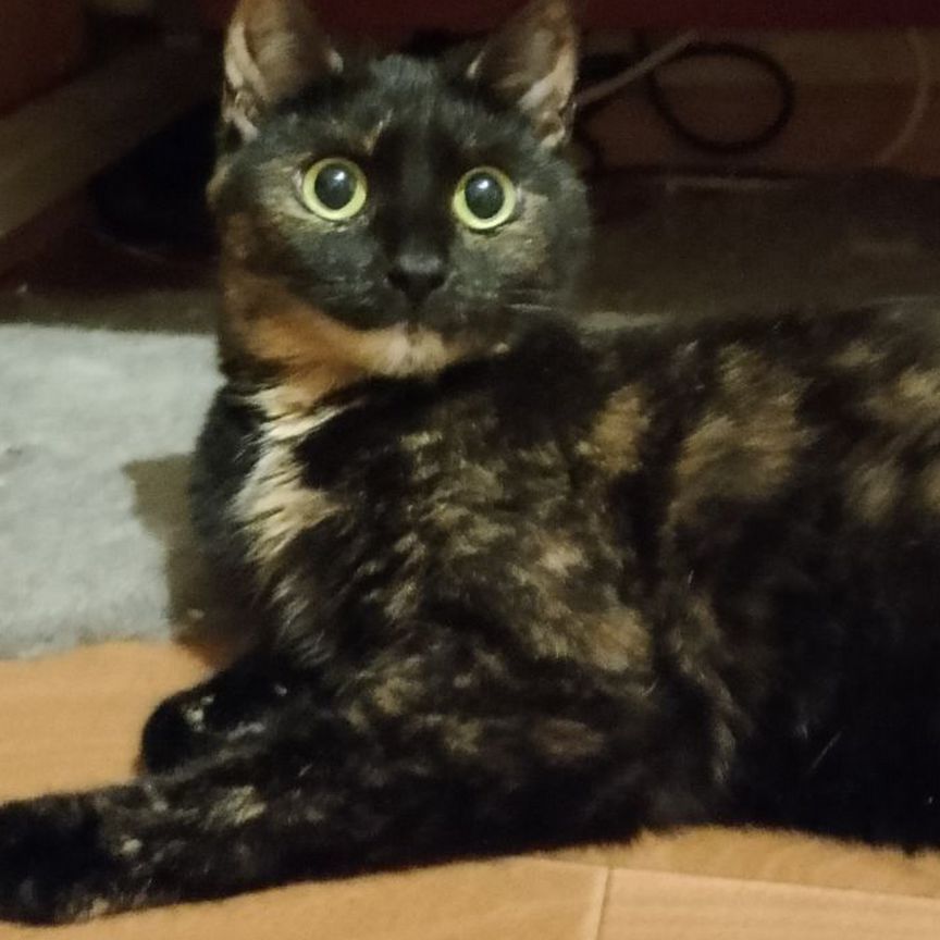 Экзотическая короткошёрстная, взрослая кошка