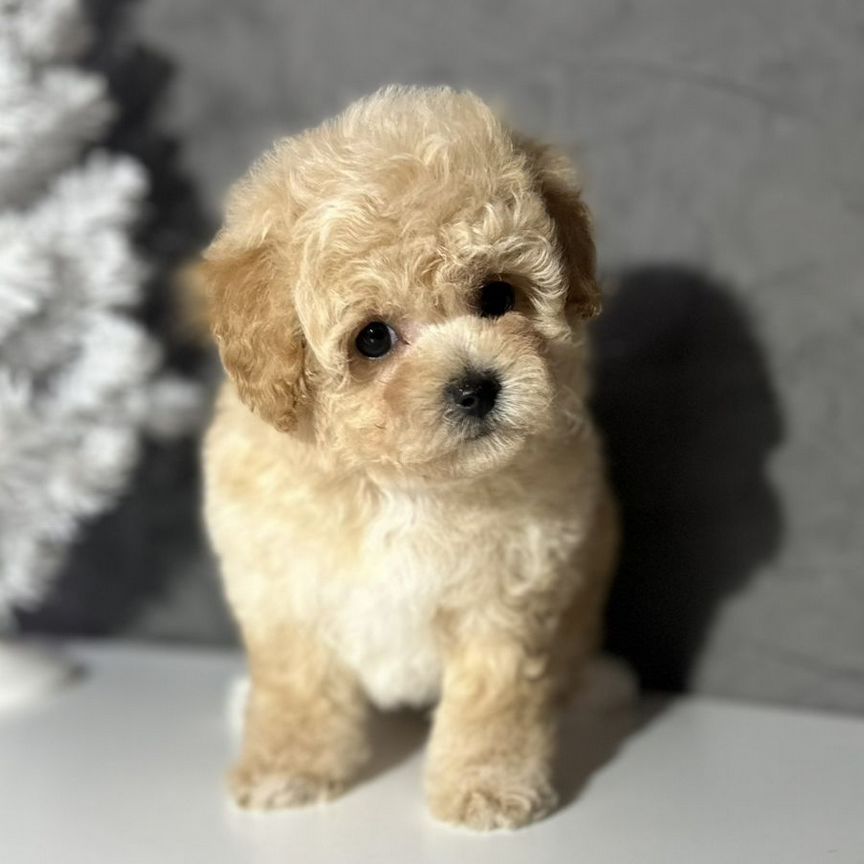 Мальтипу, щенок