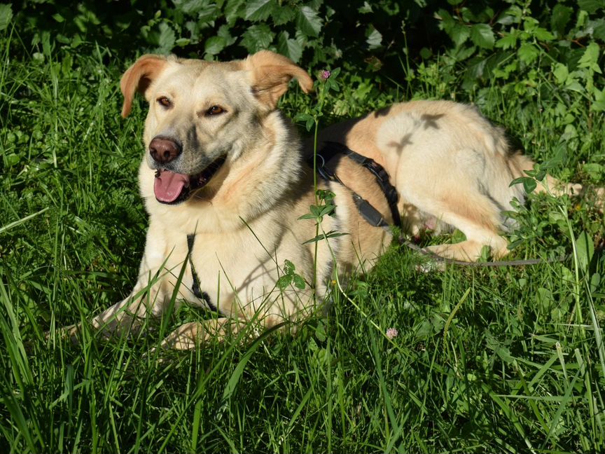 Щенок мальчик Гелик 8 мес ищет дом